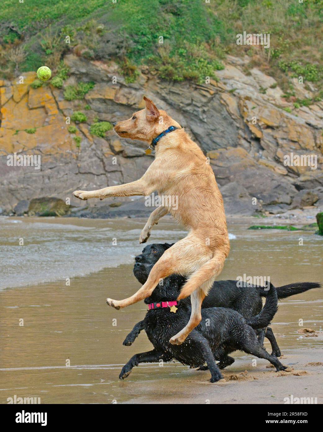 Labrador Retrievers playing with a ball on a beach Stock Photo - Alamy
