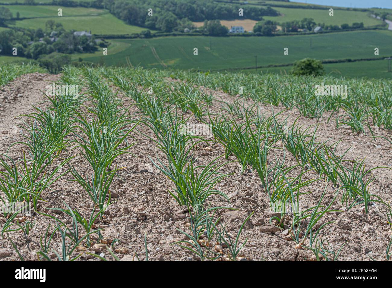 field of new onion plants Stock Photo - Alamy