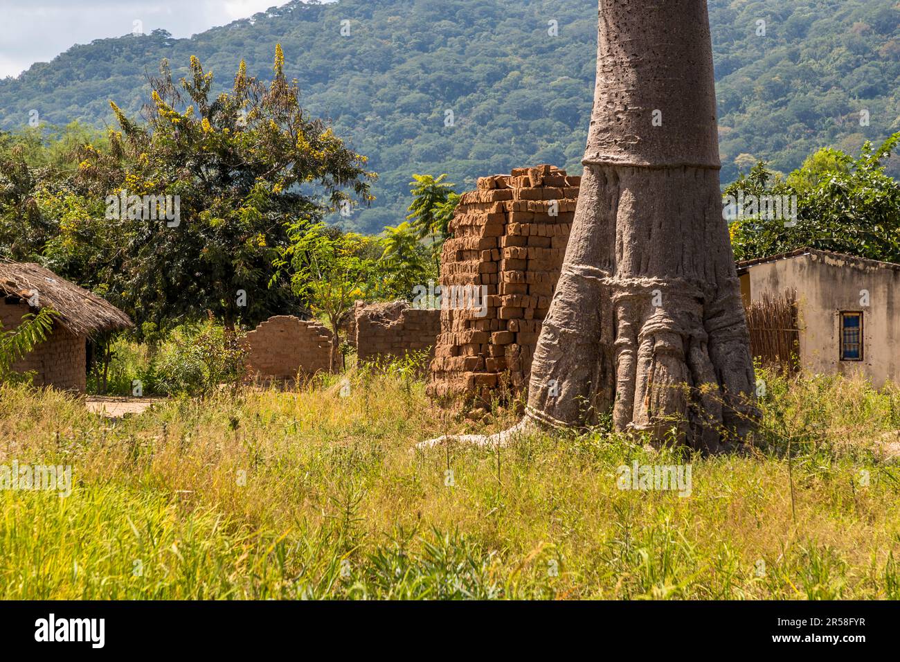 Mighty trunk of a baobab tree in the middle of a village. The tree is ...