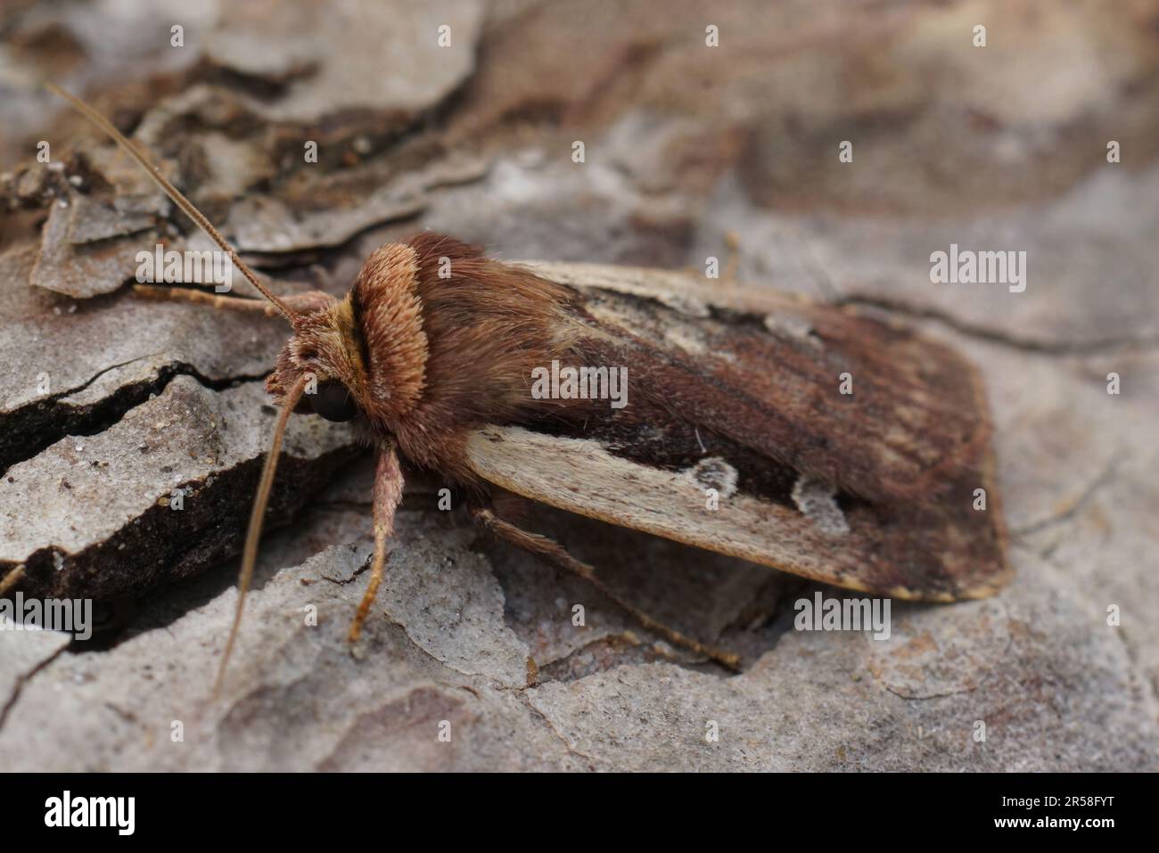 Natural closeup on the Flame Shoulder owlet moth, Ochropleura plecta ...