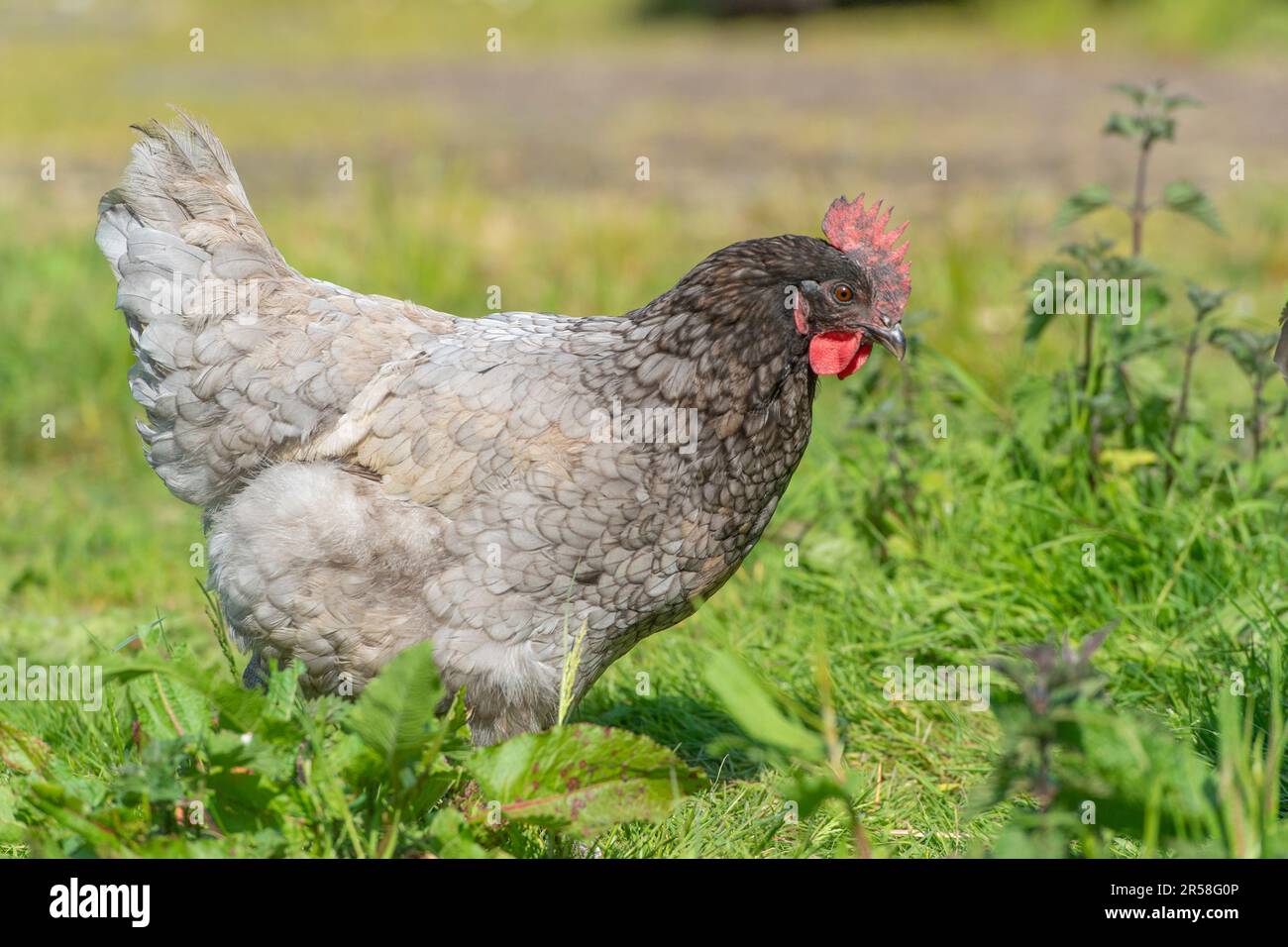 Blue Maran hen Stock Photo - Alamy