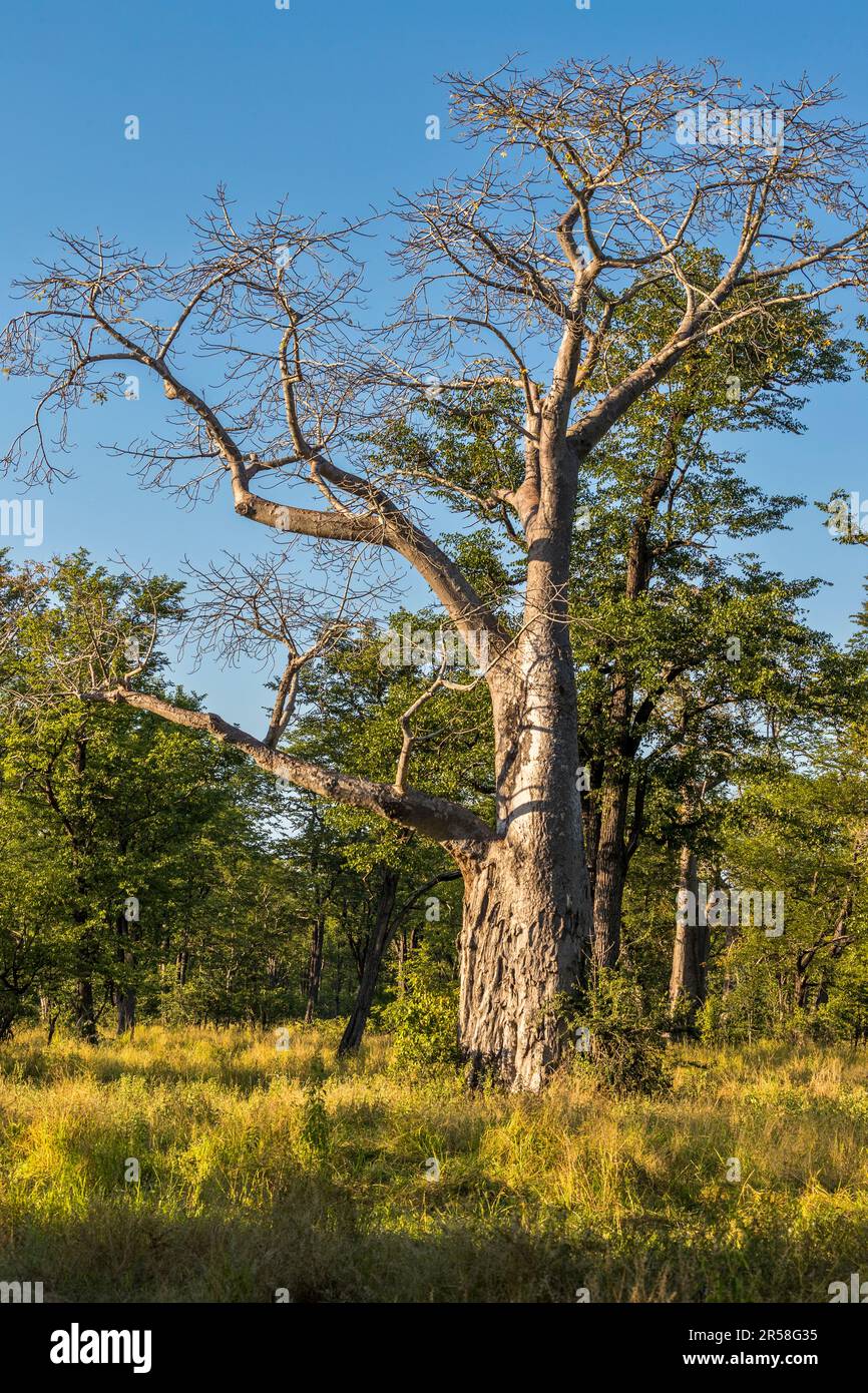 The trunk of a baobab tree clearly shows the scratch marks of elephant ...