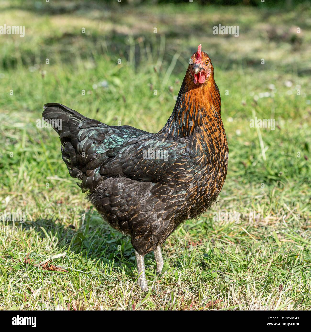 Copper black Maran hen Stock Photo - Alamy