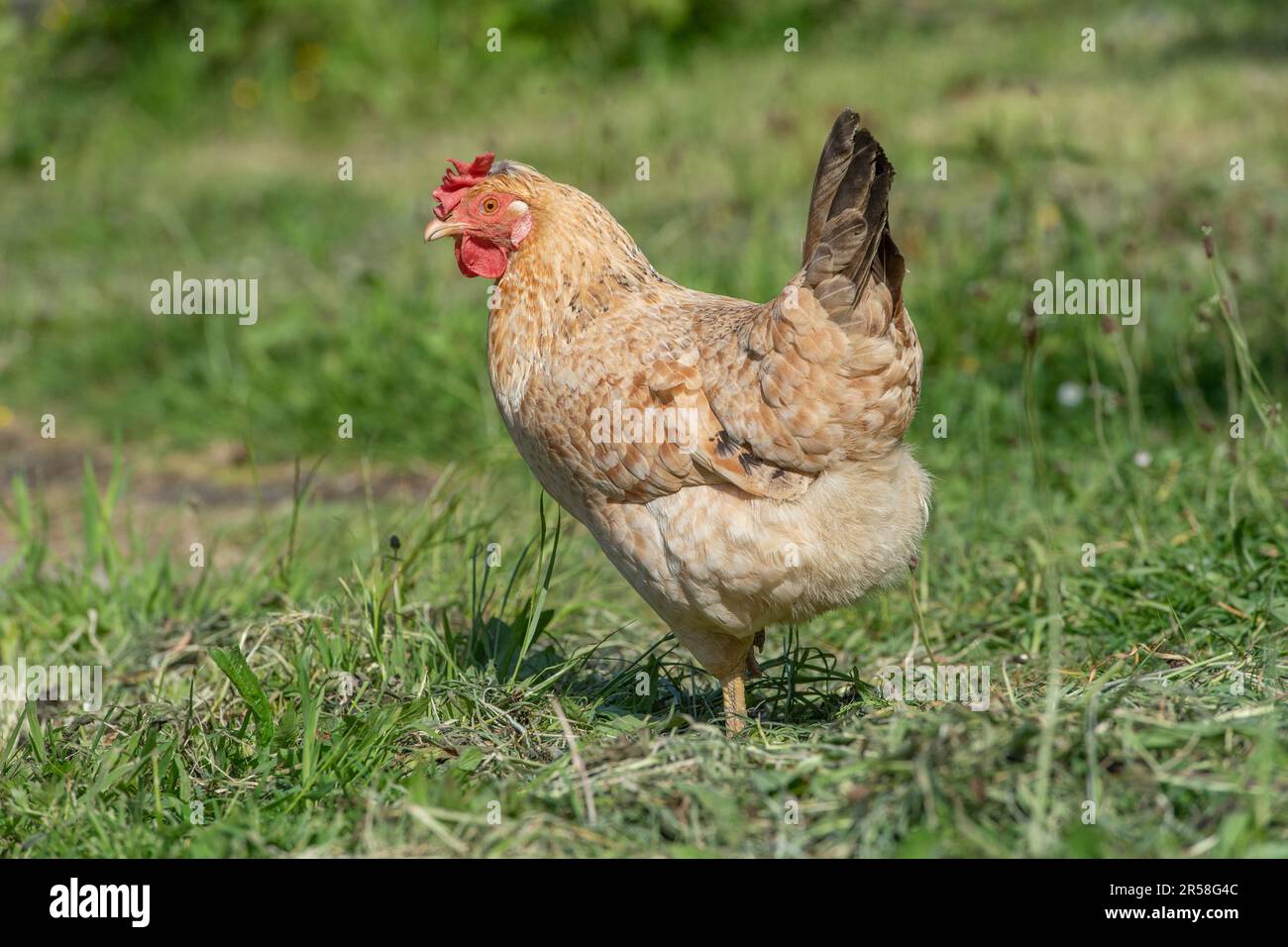 Gold top hi-res stock photography and images - Alamy