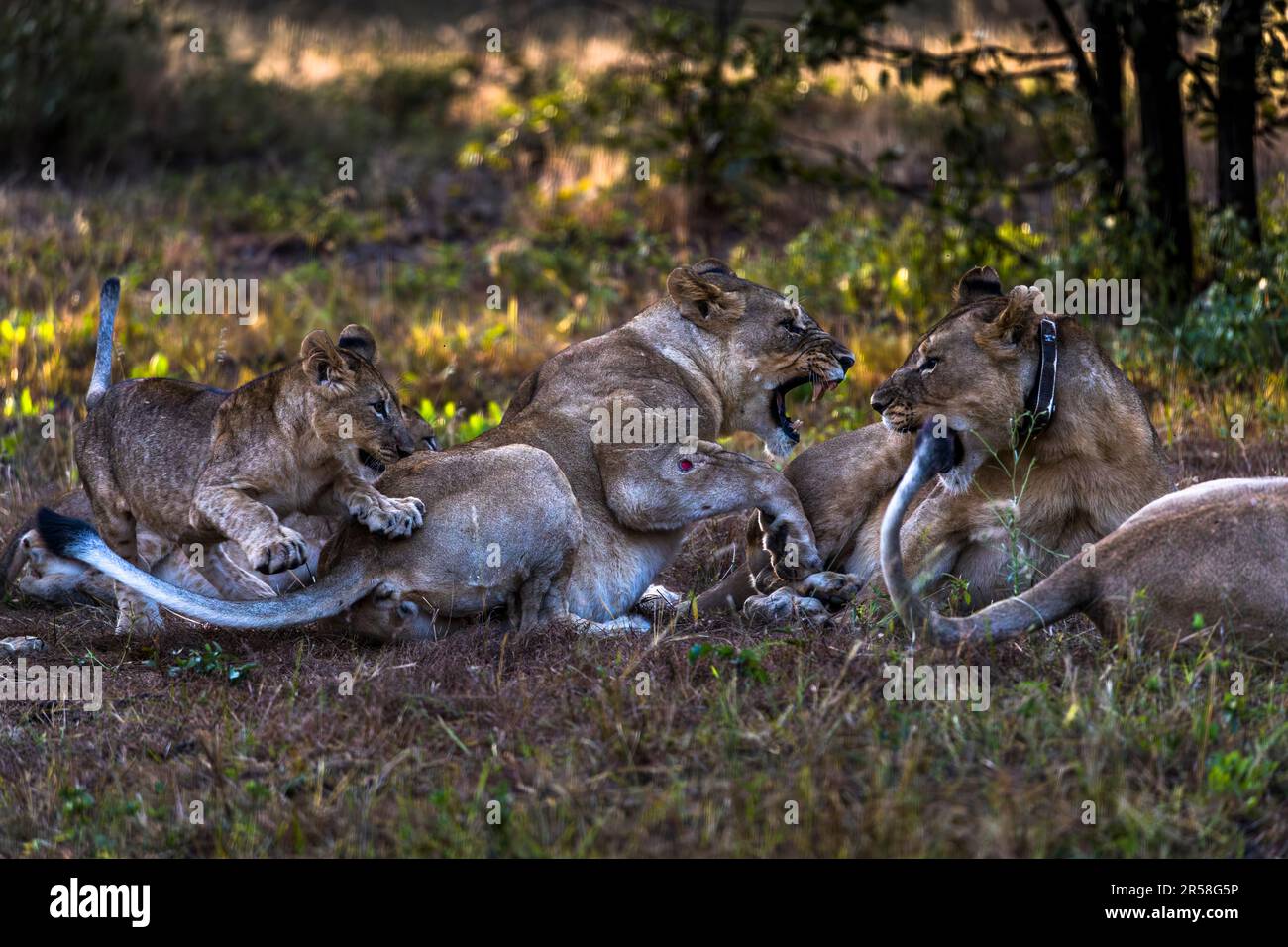 A family of lions has been snoozing all day and is now ready for the ...