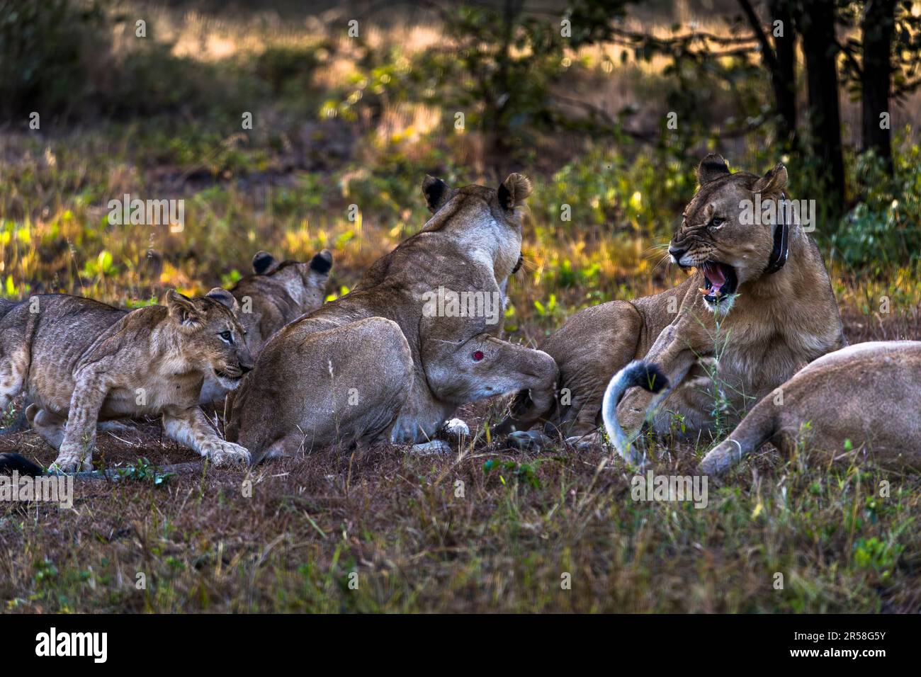 A family of lions has been snoozing all day and is now ready for the ...