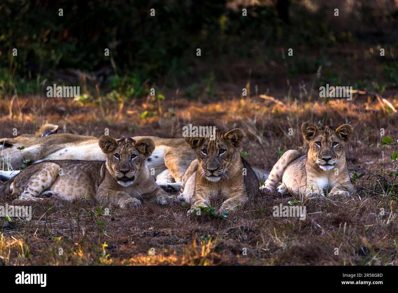 The lion forest hi-res stock photography and images - Alamy