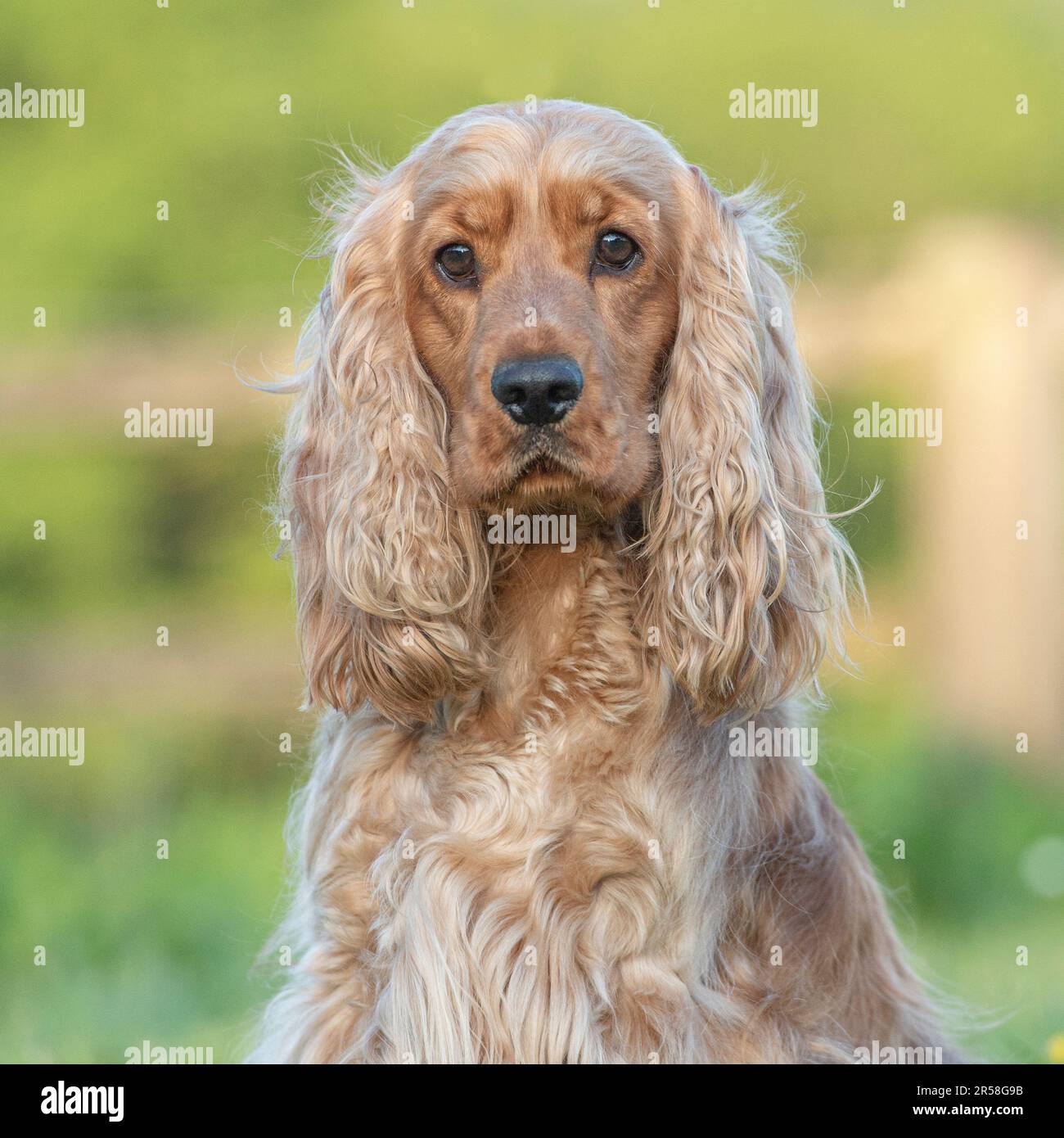 Golden spaniel hi-res stock photography and images - Alamy