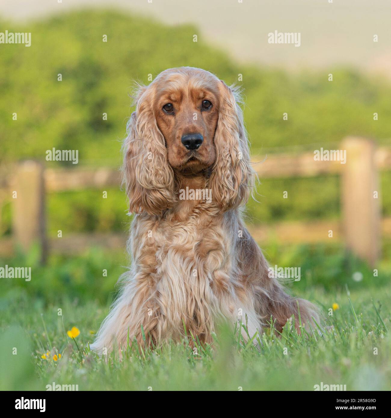 Golden english cocker spaniel hi-res stock photography and images - Alamy