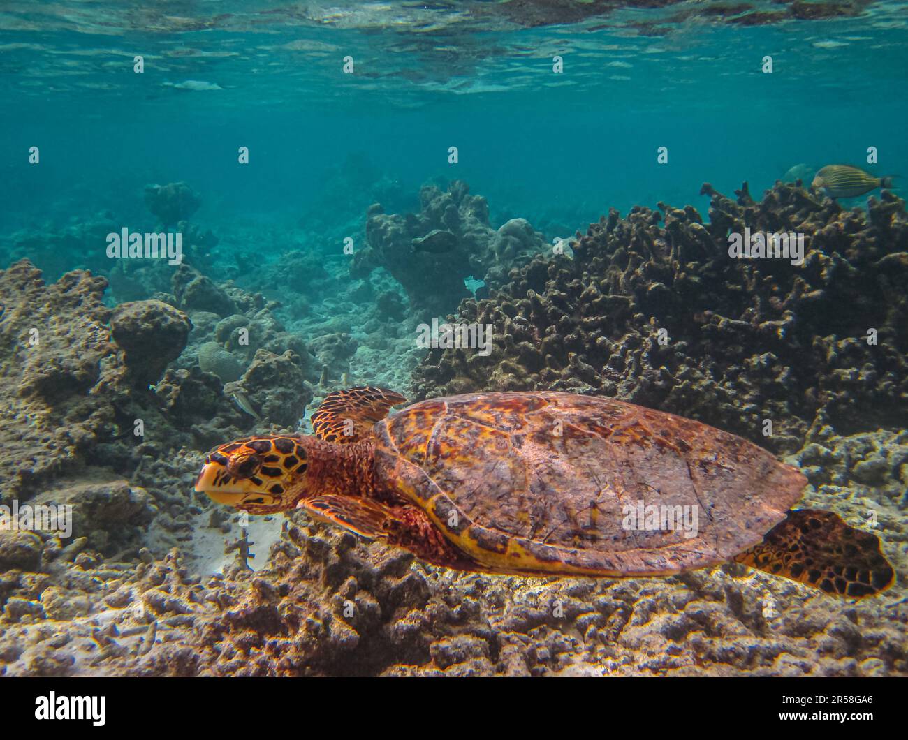 Hawksbill Turtle - Eretmochelys imbricata floats under water. Maldives ...