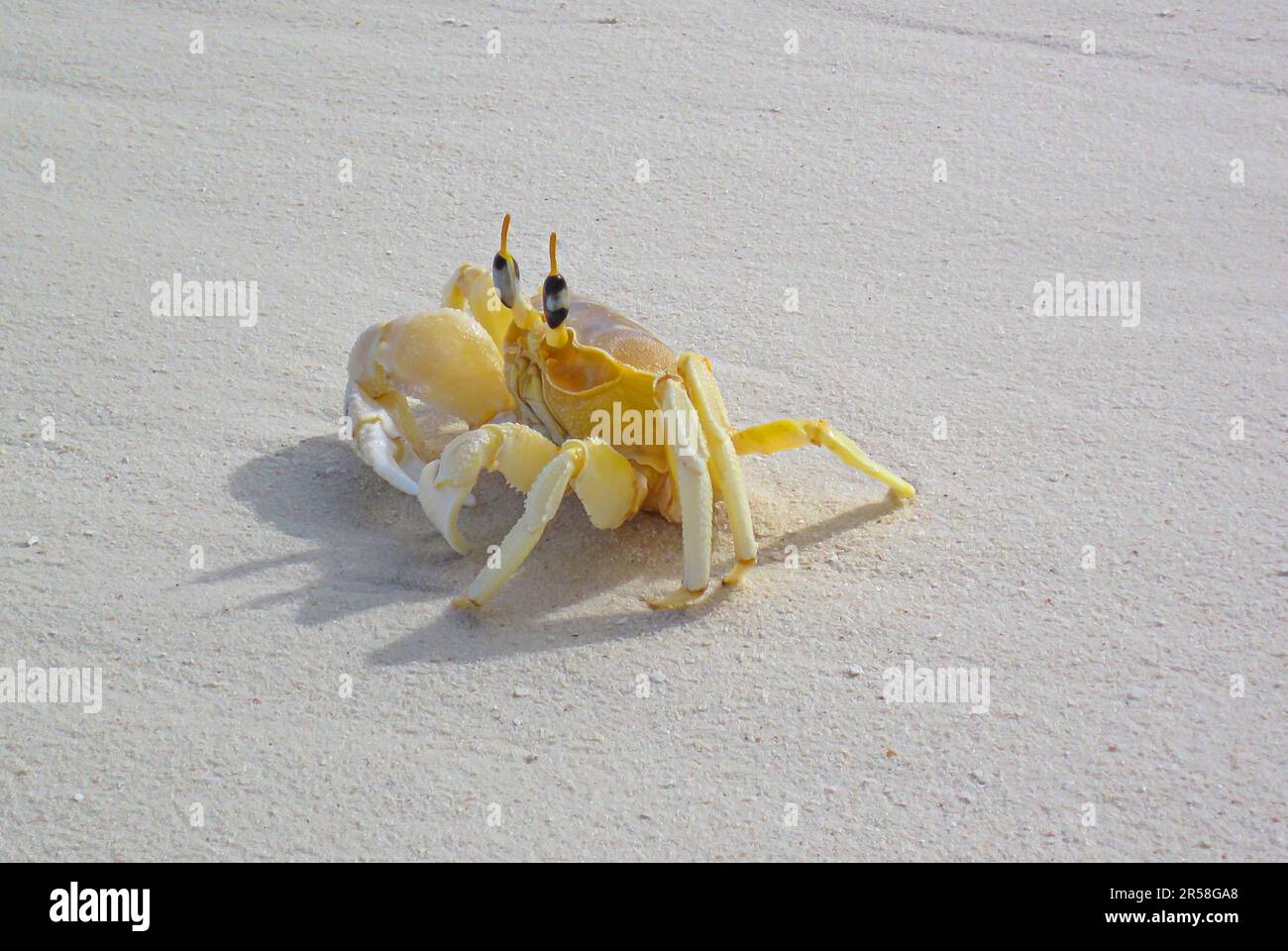 Atlantic ghost crab (Ocypode quadrata) on the beach with copy space ...