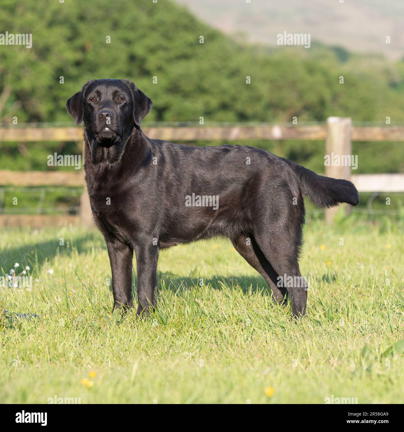 black labrador retriever Stock Photo - Alamy