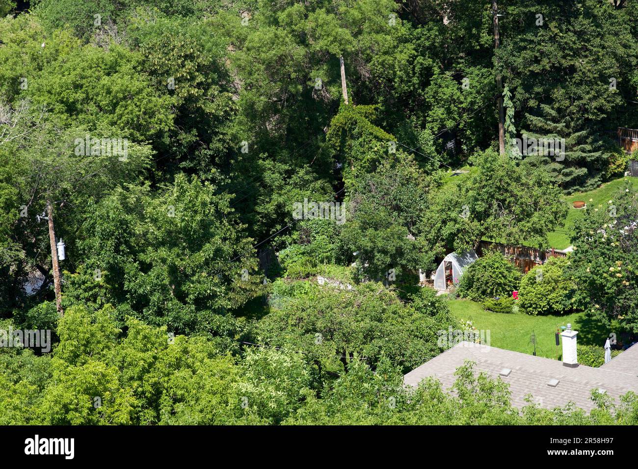 Backyard with large tree canopy, Winnipeg, Manitoba, Canada Stock Photo ...
