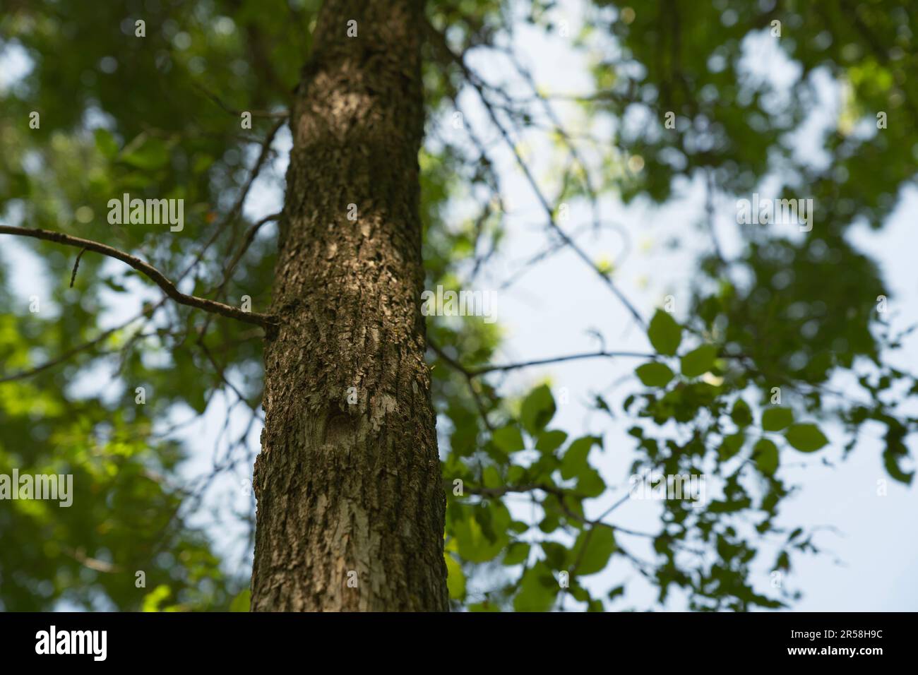 Manitoba maple hi-res stock photography and images - Alamy