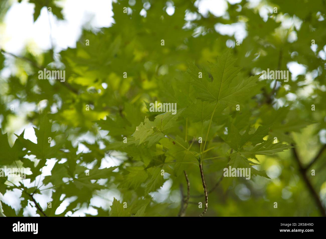 Manitoba maple hi-res stock photography and images - Alamy