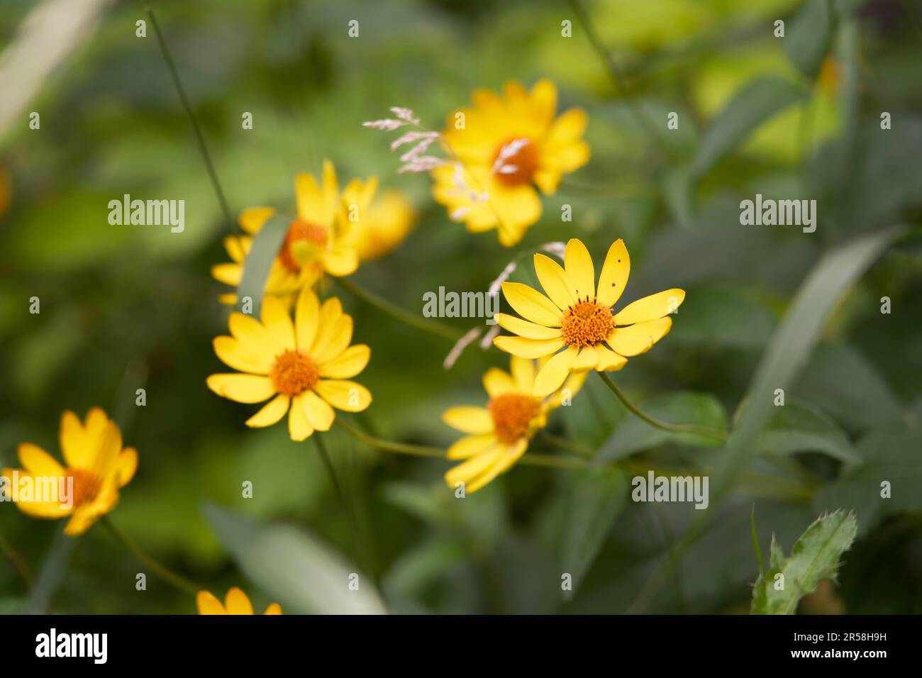 Oxeye sunflower hi-res stock photography and images - Alamy