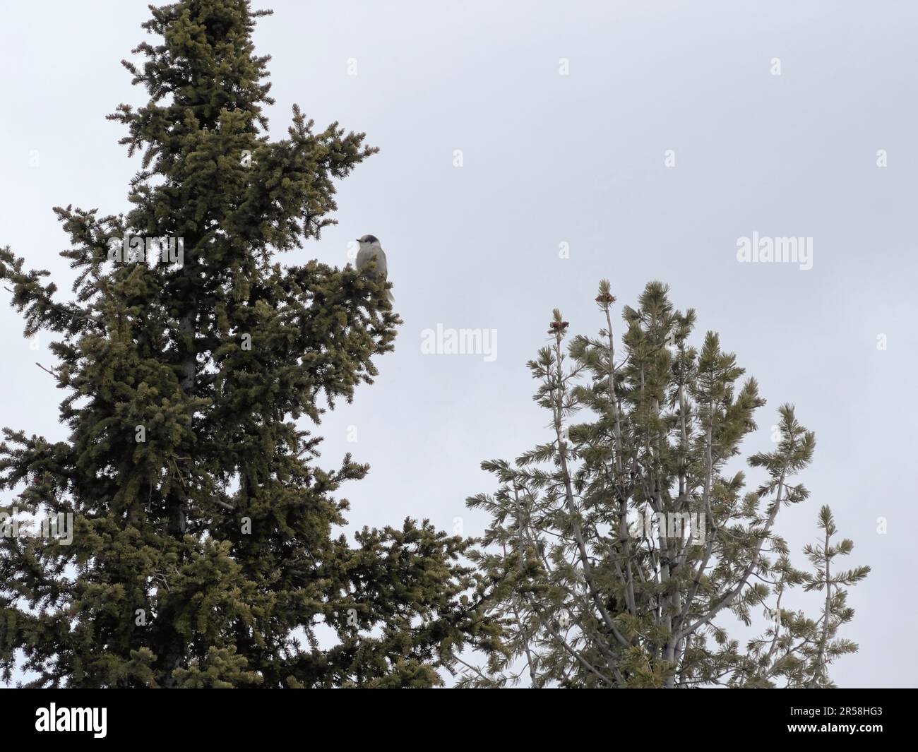 Jaybrids hi-res stock photography and images - Alamy