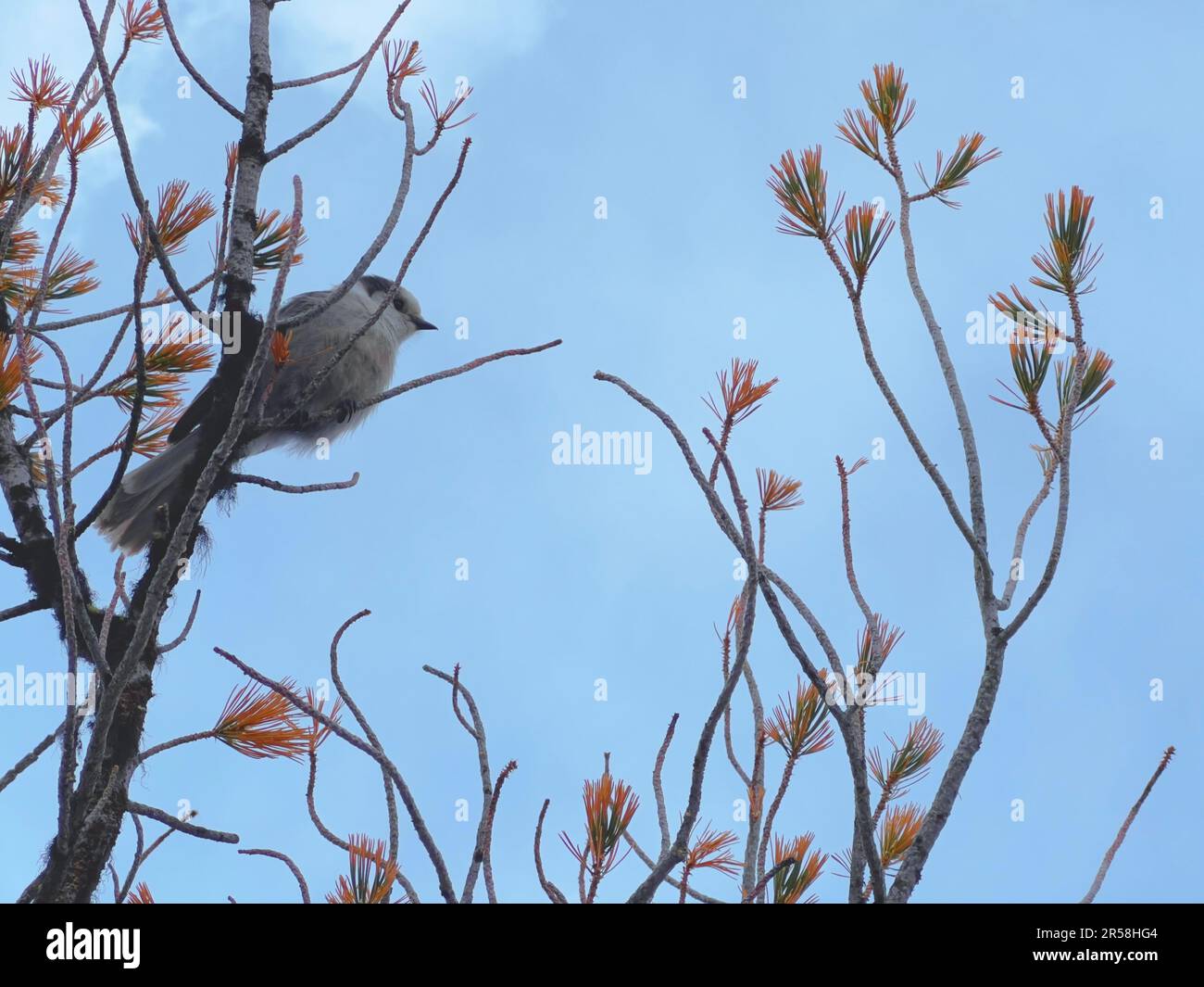 Jaybrids hi-res stock photography and images - Alamy