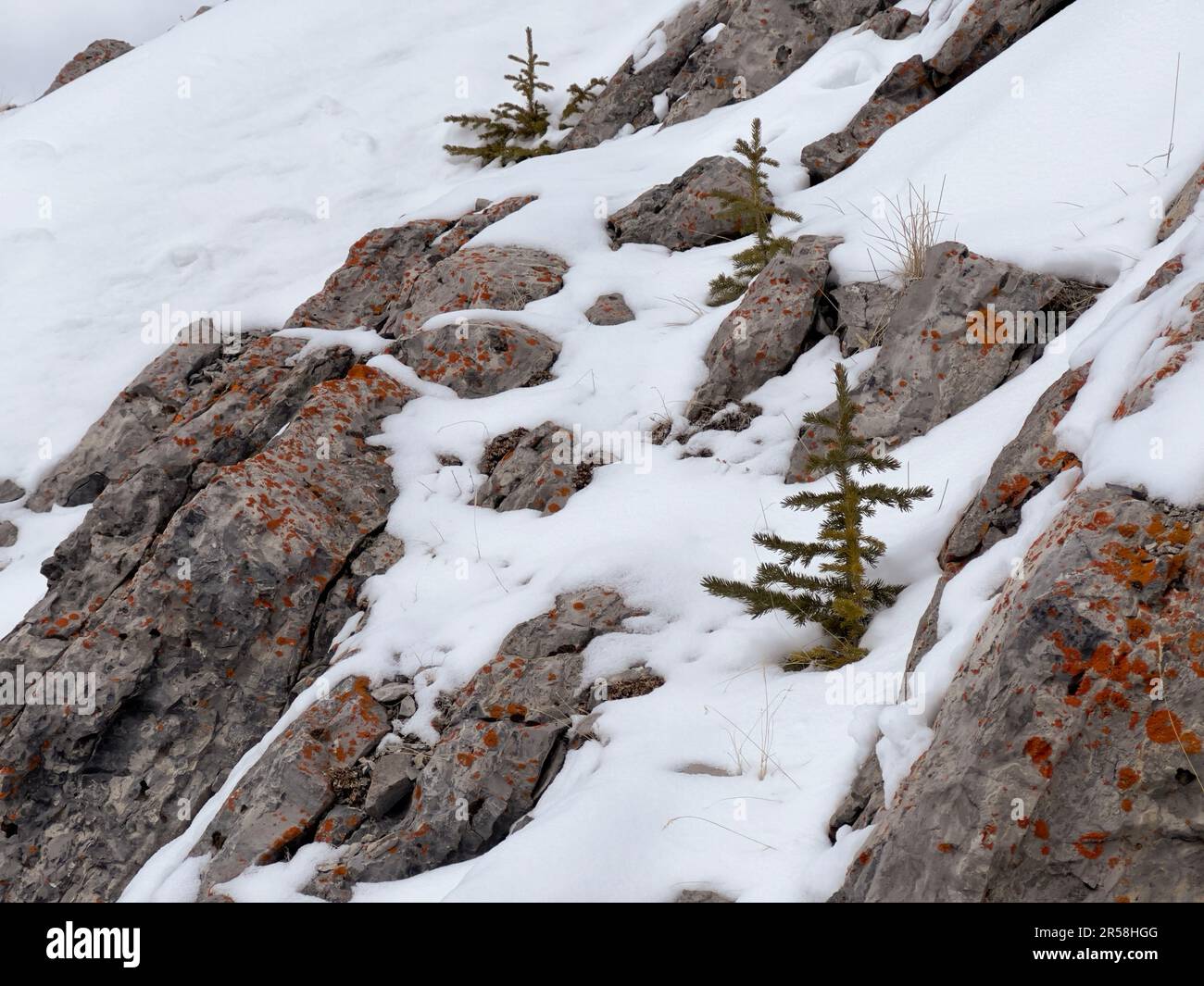 Young conifer trees hi-res stock photography and images - Alamy