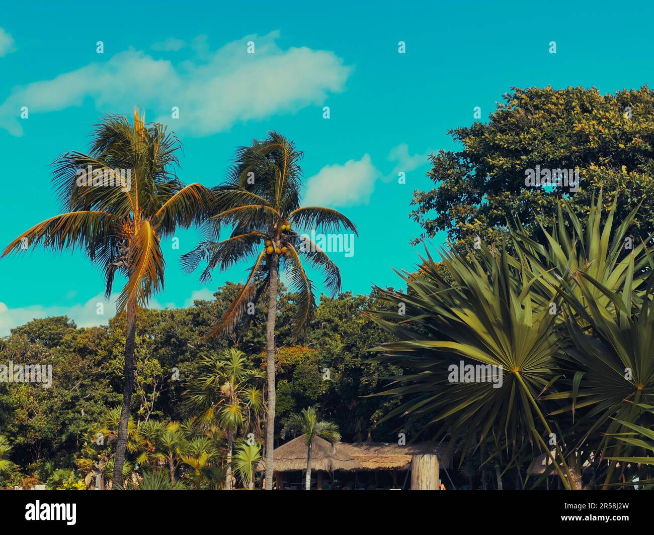Varied green foliage amongst blue tropical skies, Playa del Carmen ...