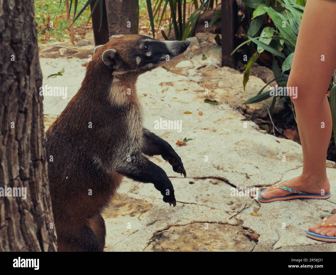 Coatis perched on hind legs hoping to get a piece of food, Playa del ...