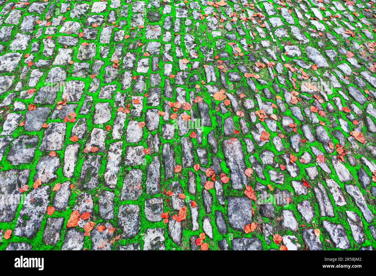 Cobblestone pavement with moss . Old town street surface Stock Photo ...