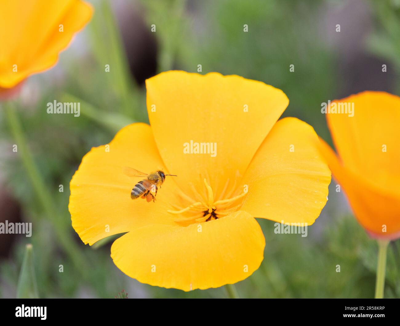 Honey bee pollinating a California golden poppy Stock Photo - Alamy