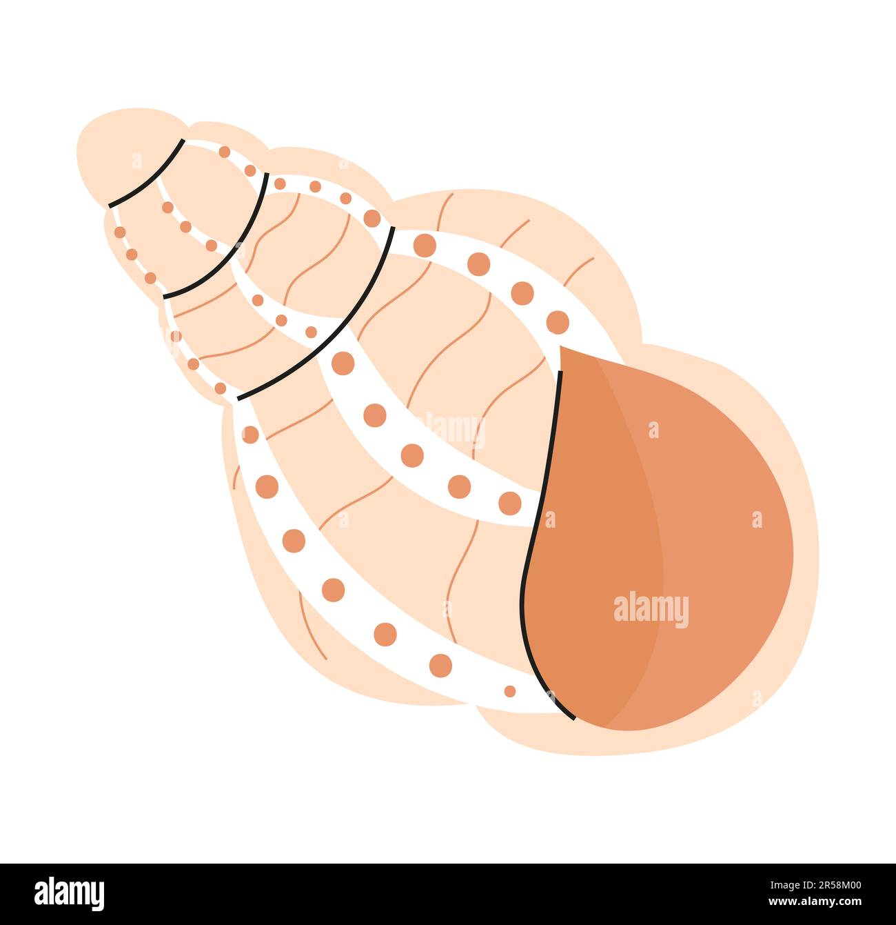 Sea schell, conches of sea snail vector.Colorful shell, ocean conch ...