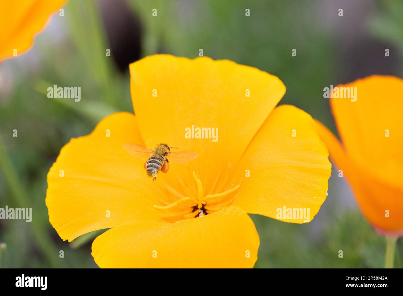 California poppy bee hi-res stock photography and images - Alamy