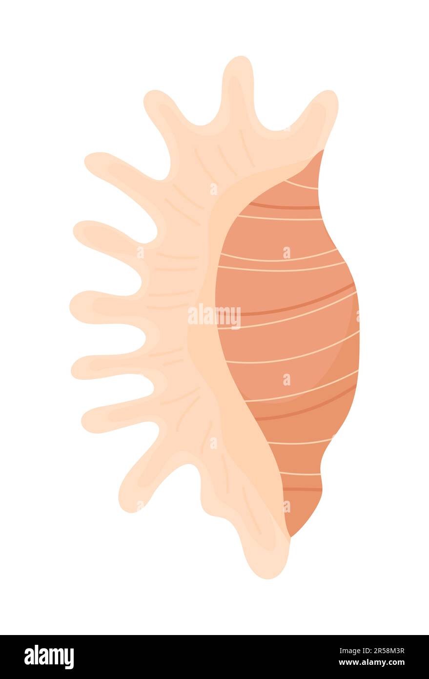 Sea schell, conches of sea snail vector.Colorful shell, ocean conch ...