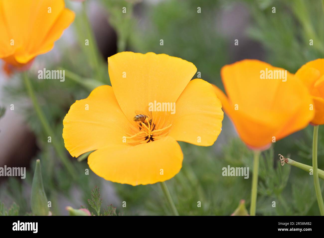 Honey bee pollinating a California golden poppy Stock Photo - Alamy