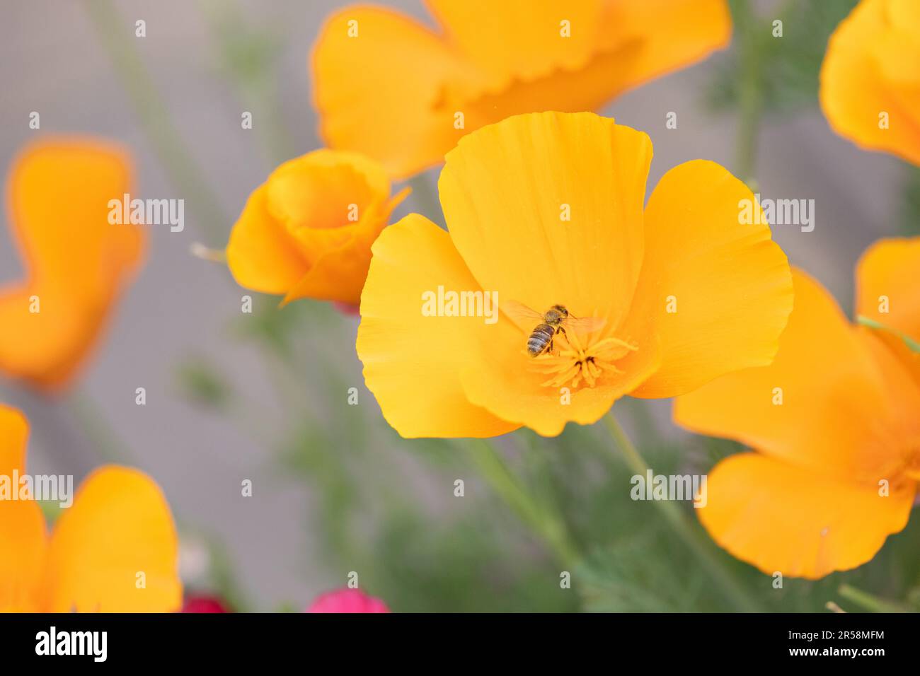 Honey bee pollinating a California golden poppy Stock Photo - Alamy