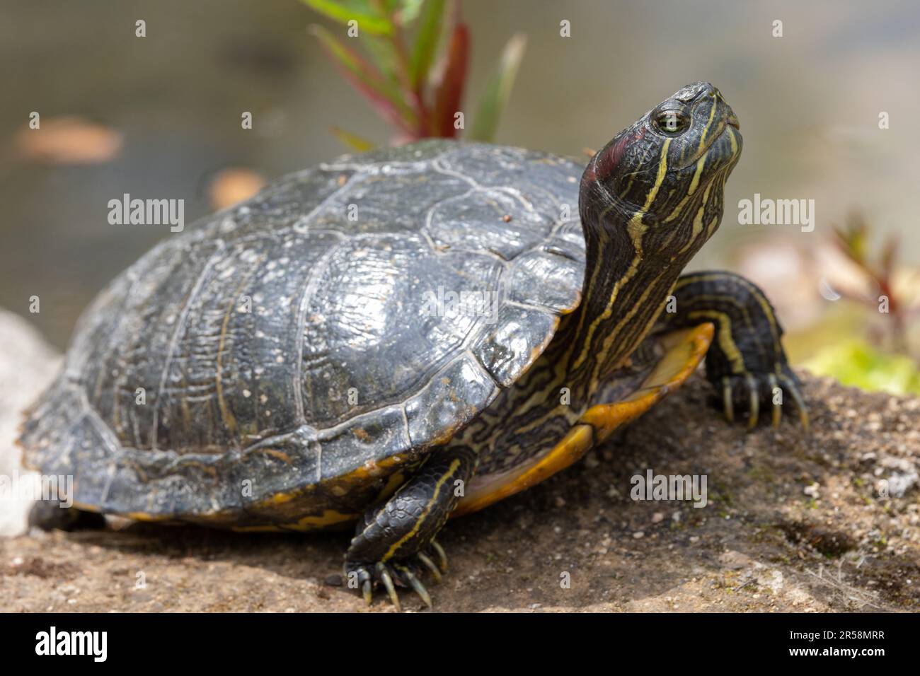 Red ear hi-res stock photography and images - Alamy