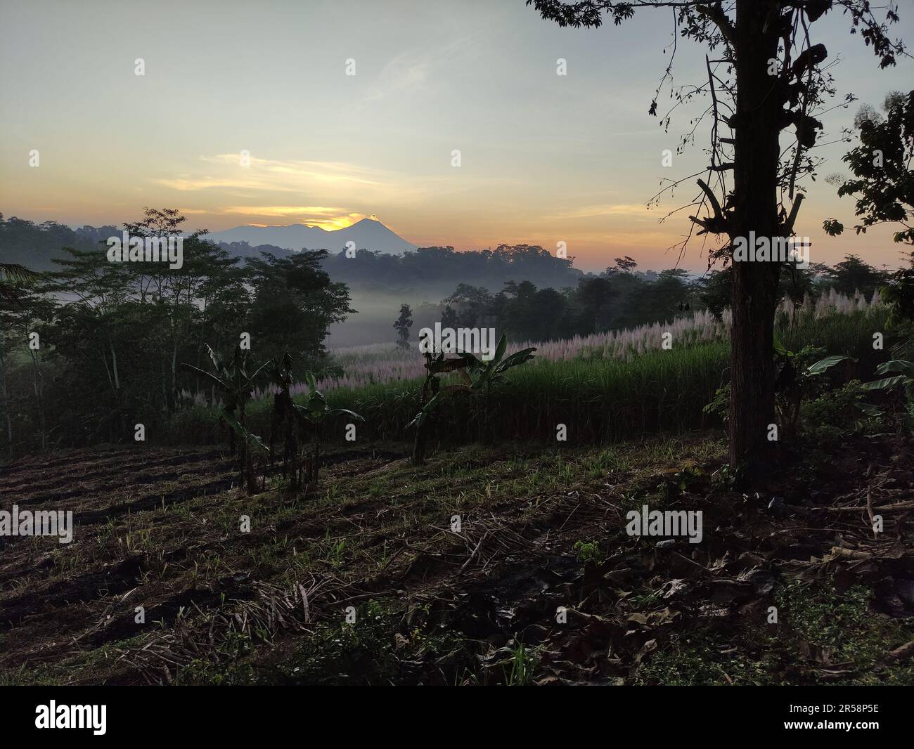 Sugarcane scenery hi-res stock photography and images - Alamy