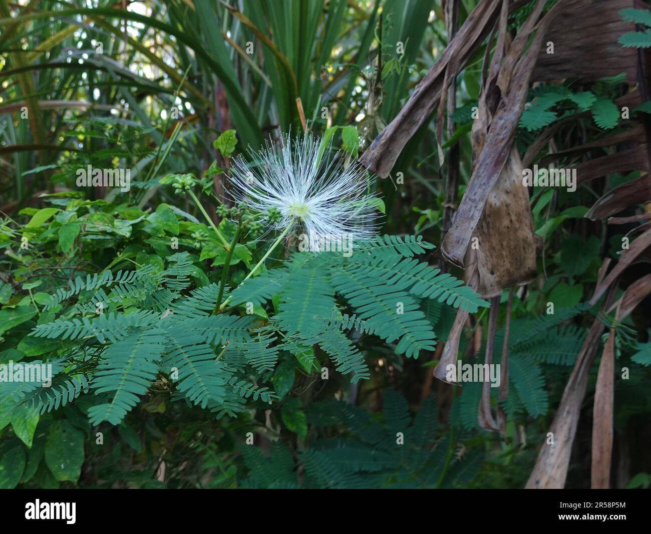 Calliandra haematocephala flower hi-res stock photography and images ...