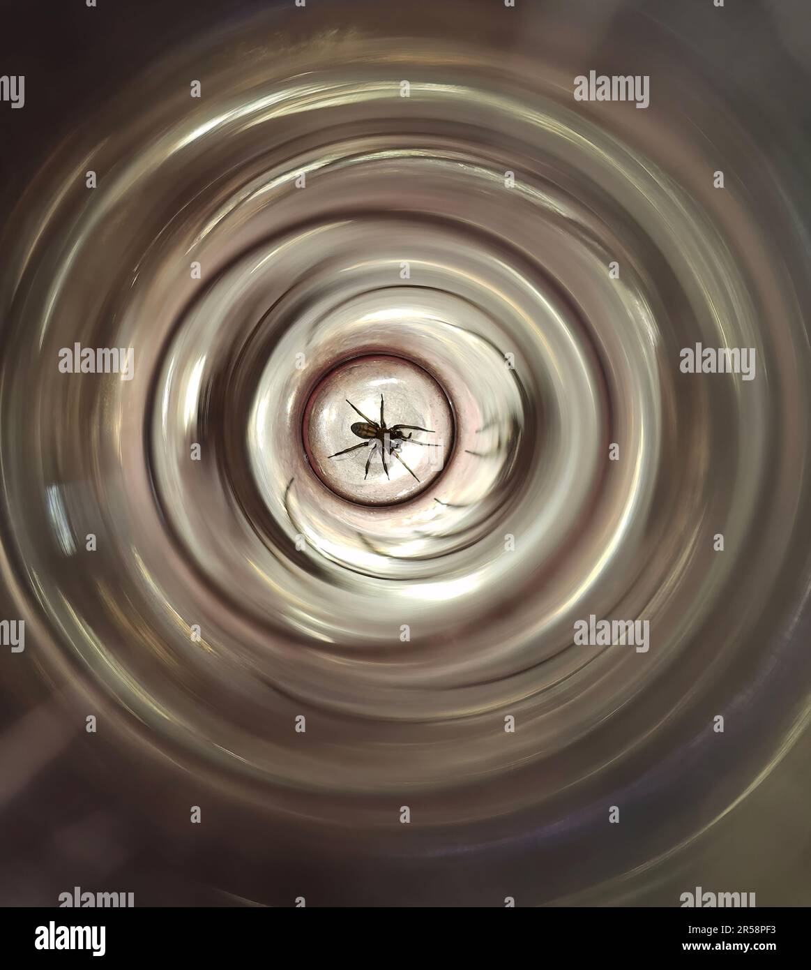 Common House Spider caught in a circular glass with reflections Stock ...