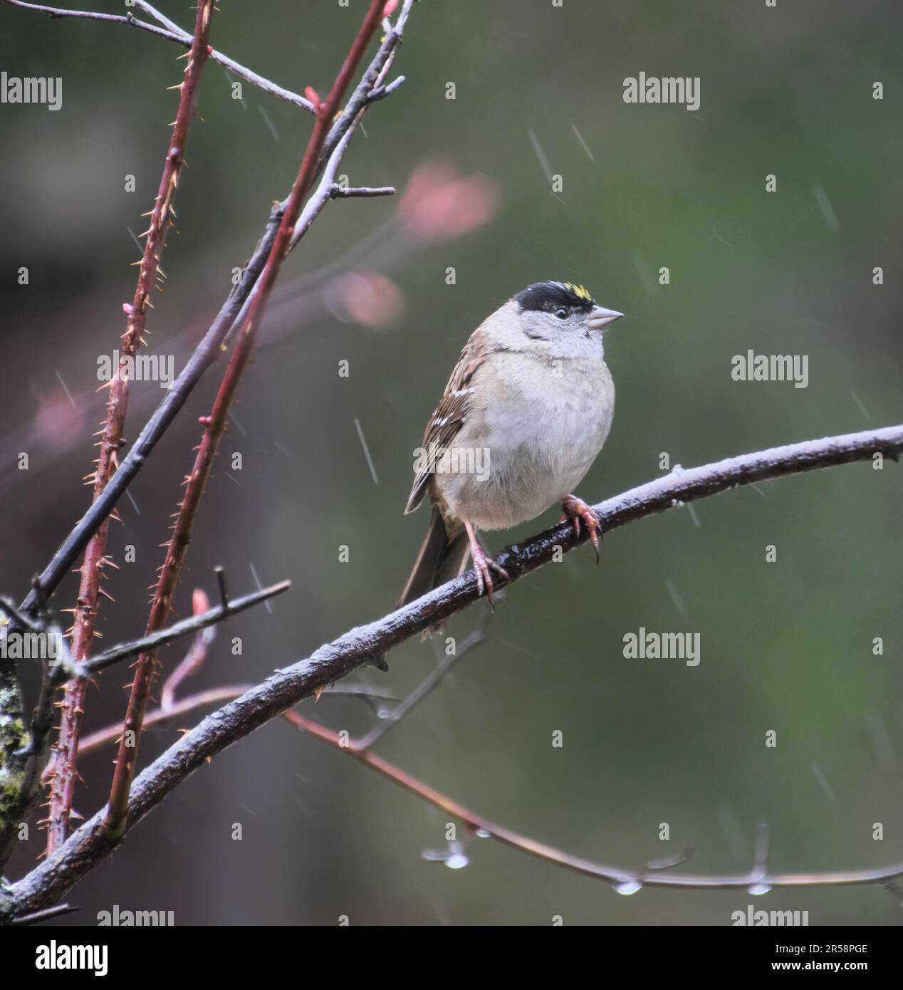 Sparrow sitting on branch spring hi-res stock photography and images ...