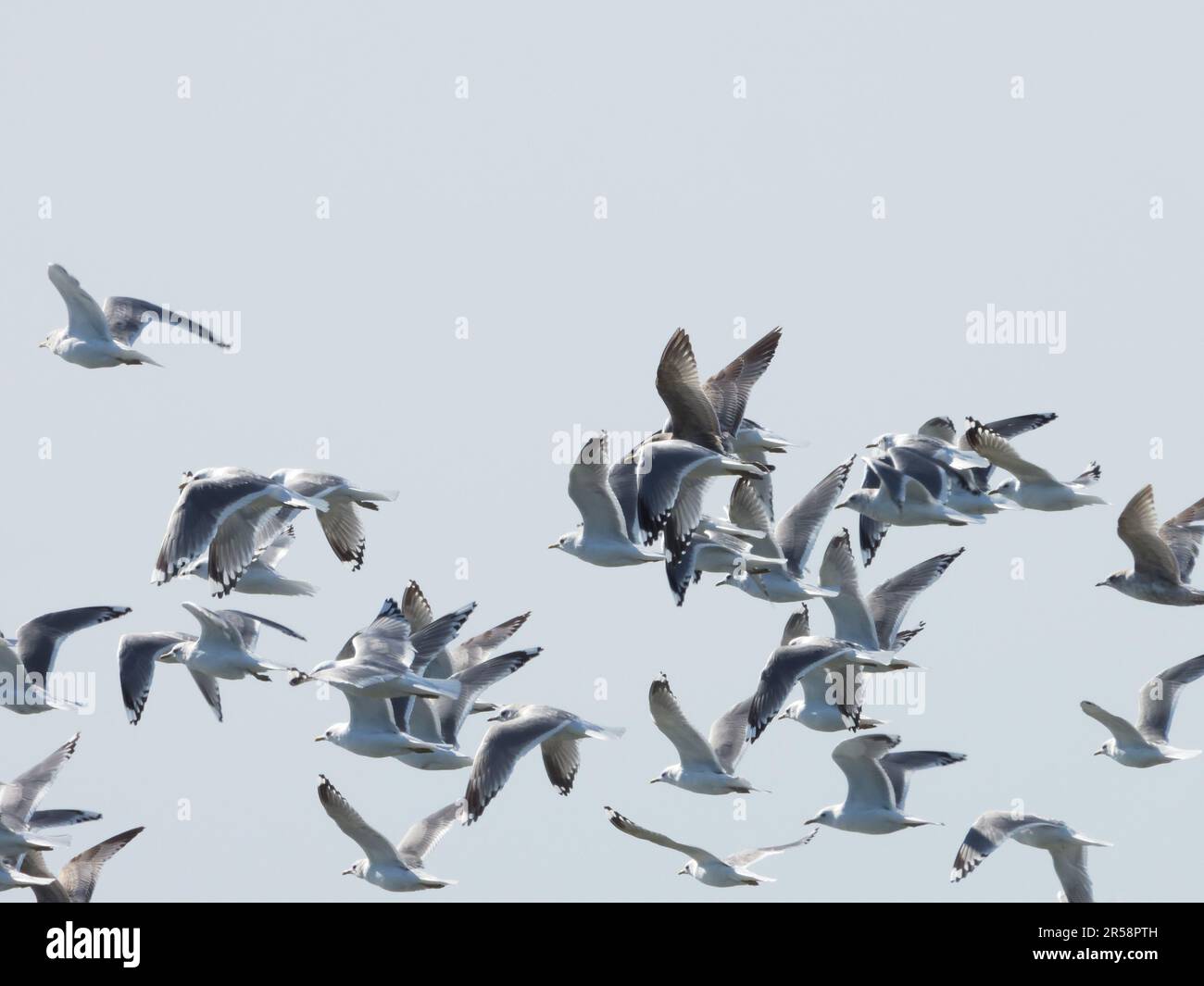 Short billed gulls hi-res stock photography and images - Alamy
