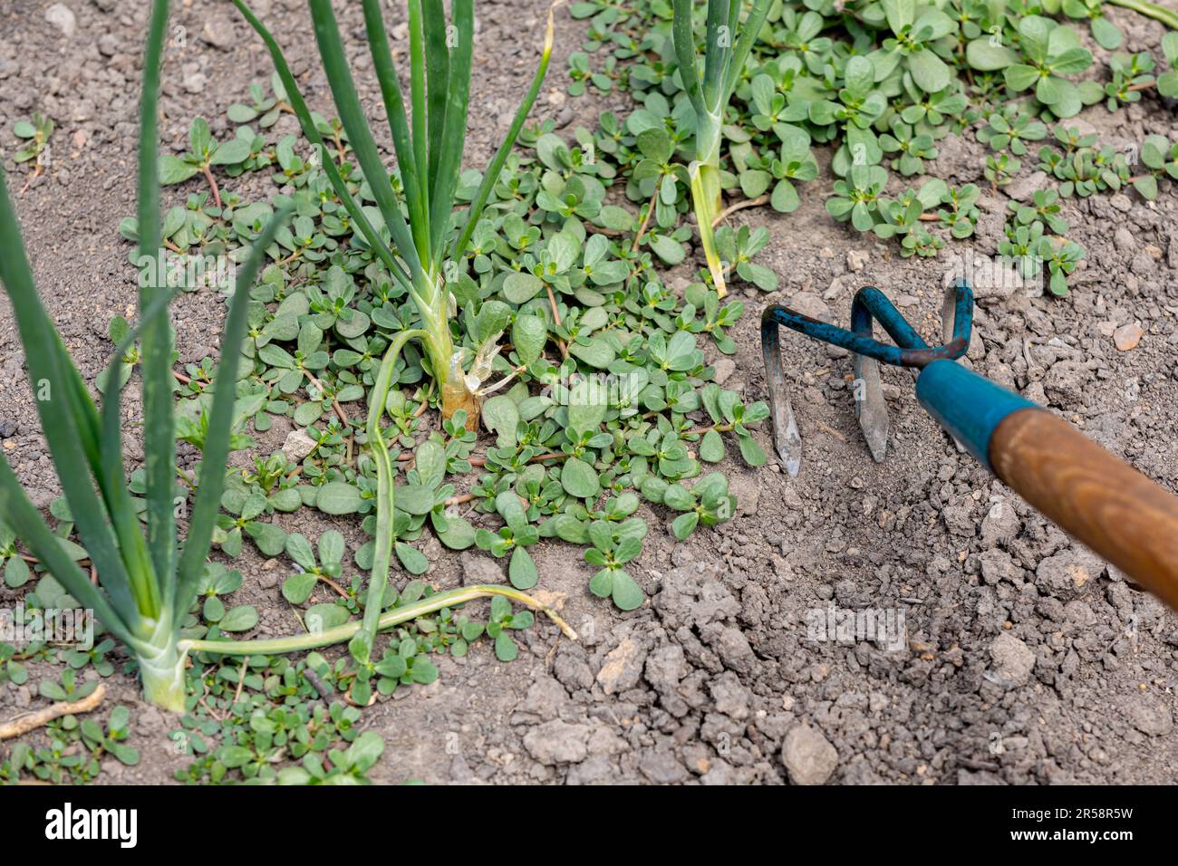 Removing weeds in onion garden with cultivator. Gardening, weeding, and working in garden ...