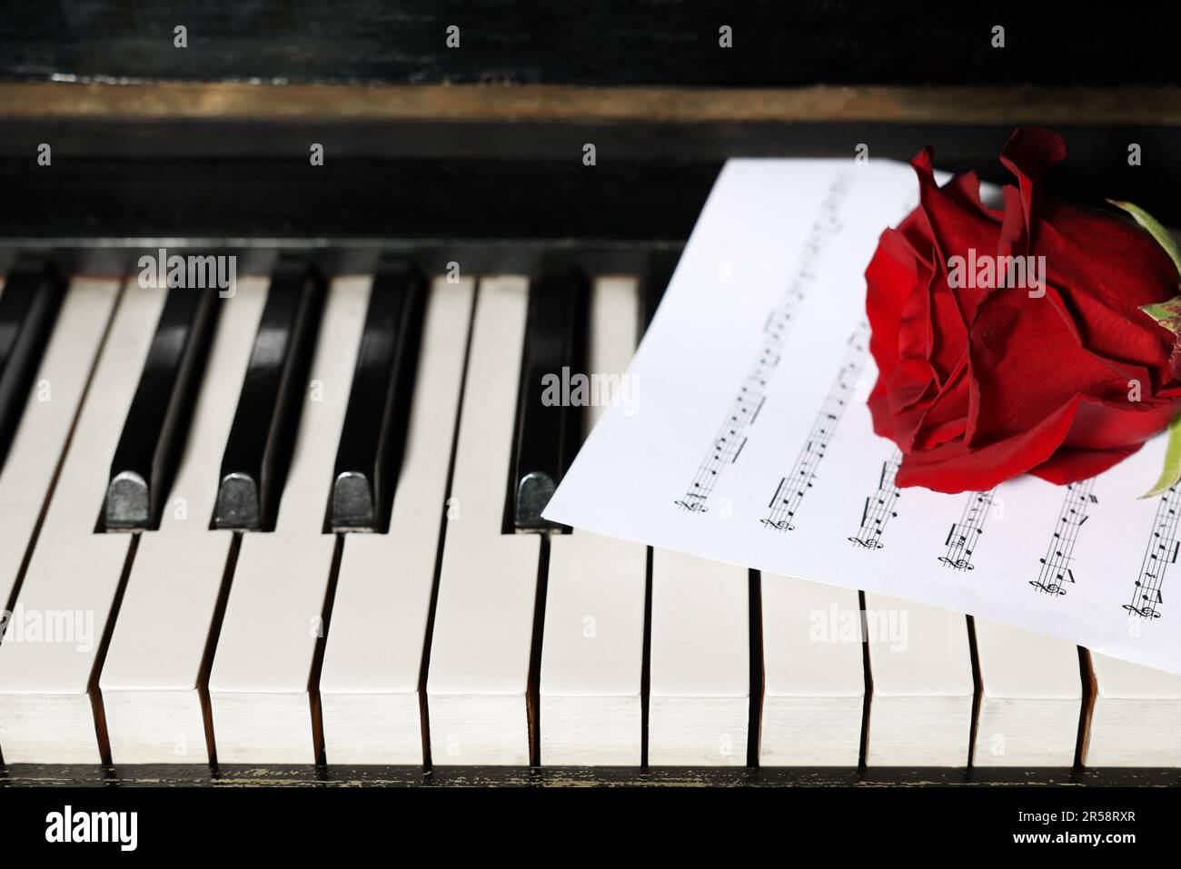 Beautiful red rose and musical notes on piano keys, space for text ...