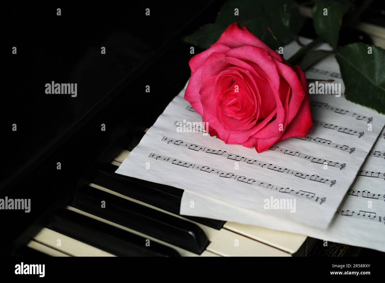 Beautiful pink rose and musical notes on piano keys, closeup Stock ...