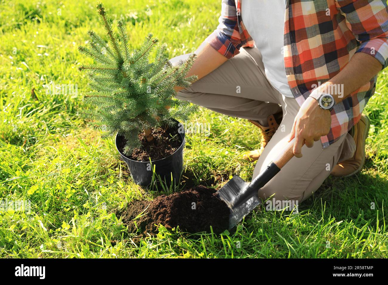 Fir tree sapling planting hi-res stock photography and images - Alamy