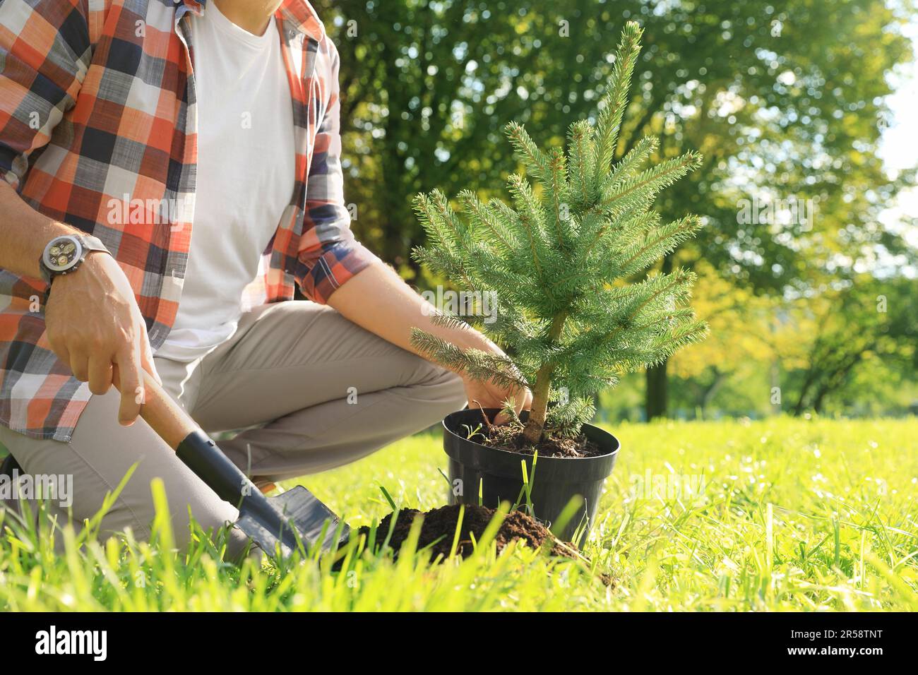 Fir tree sapling planting hi-res stock photography and images - Alamy
