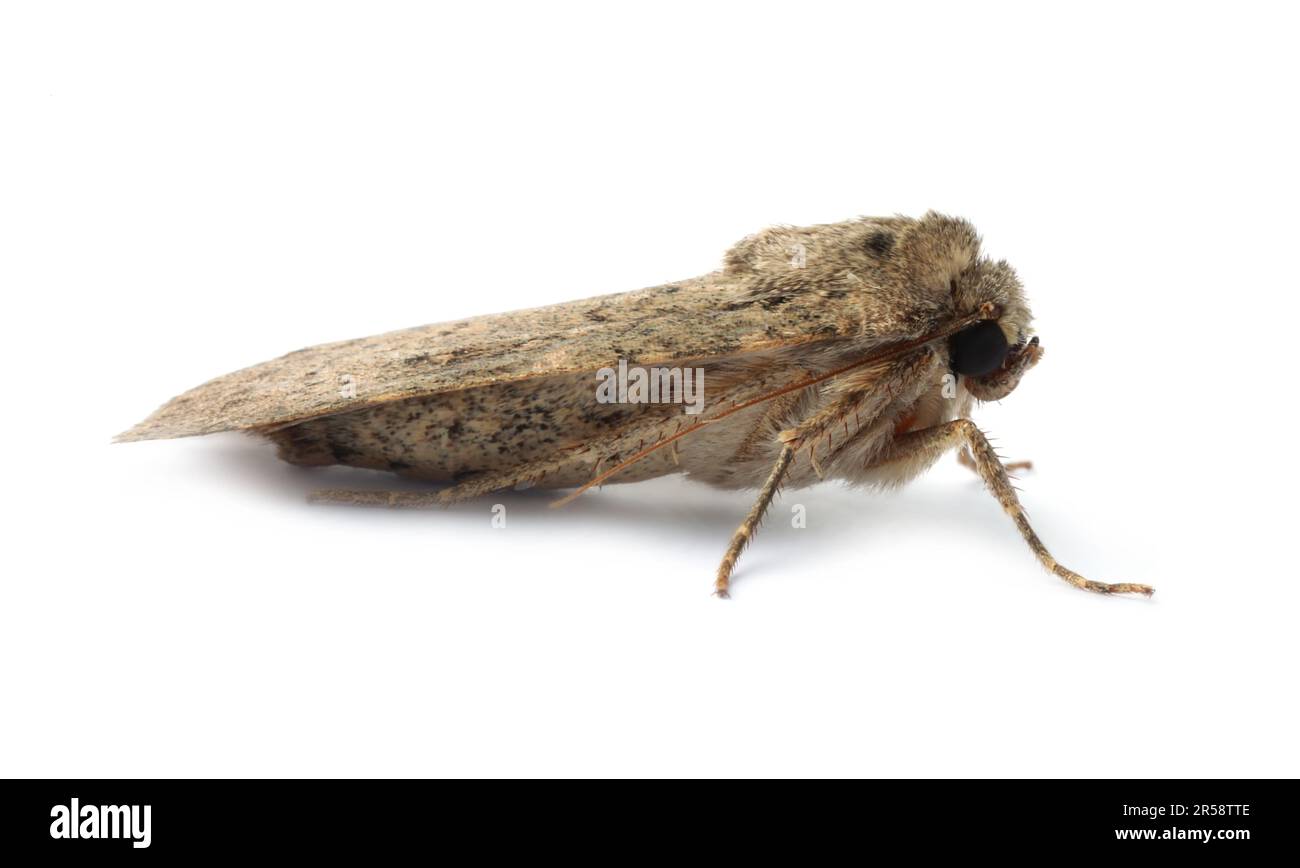 Single Hoplodrina ambigua moth isolated on white Stock Photo - Alamy