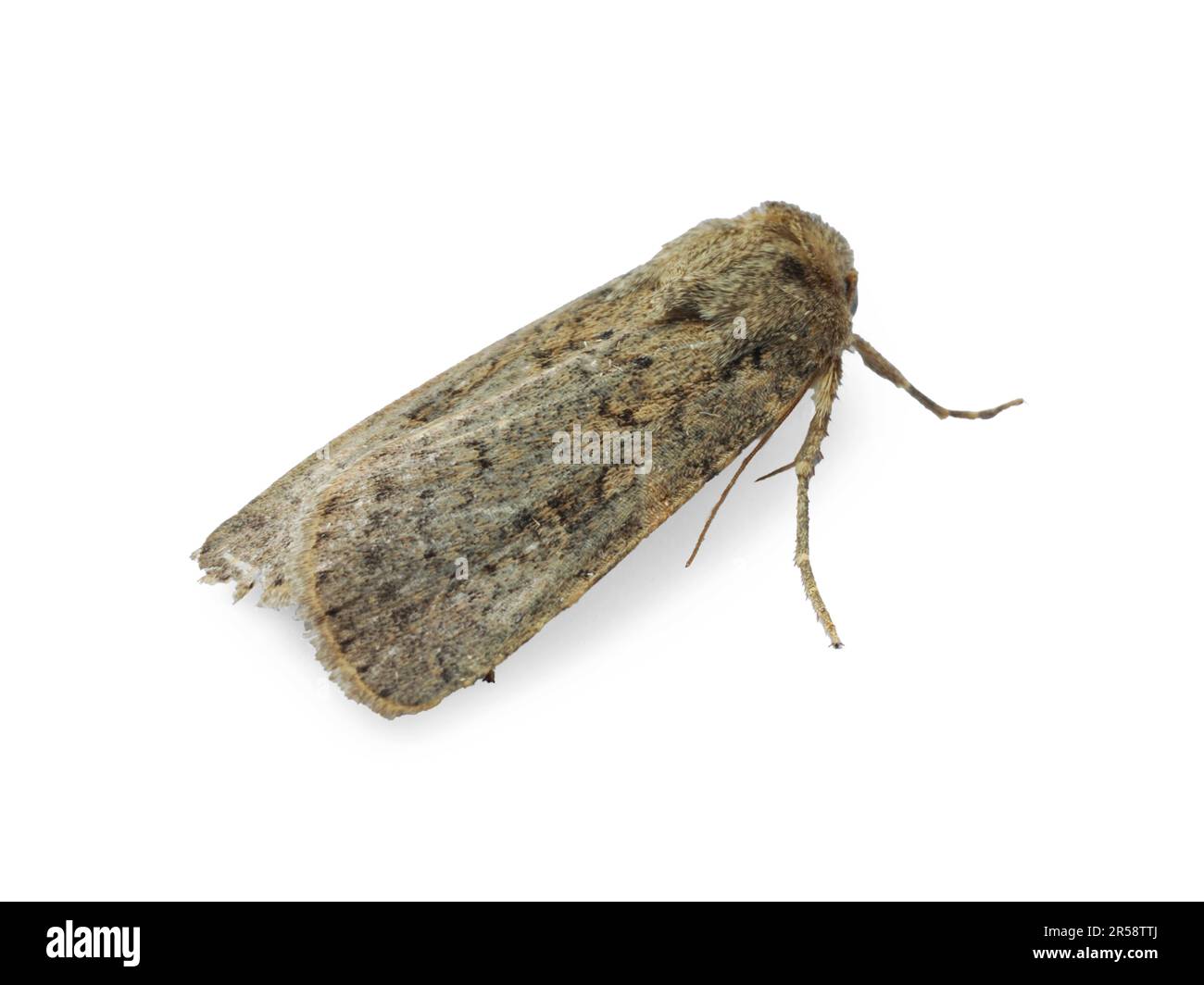 Single Hoplodrina ambigua moth isolated on white Stock Photo - Alamy