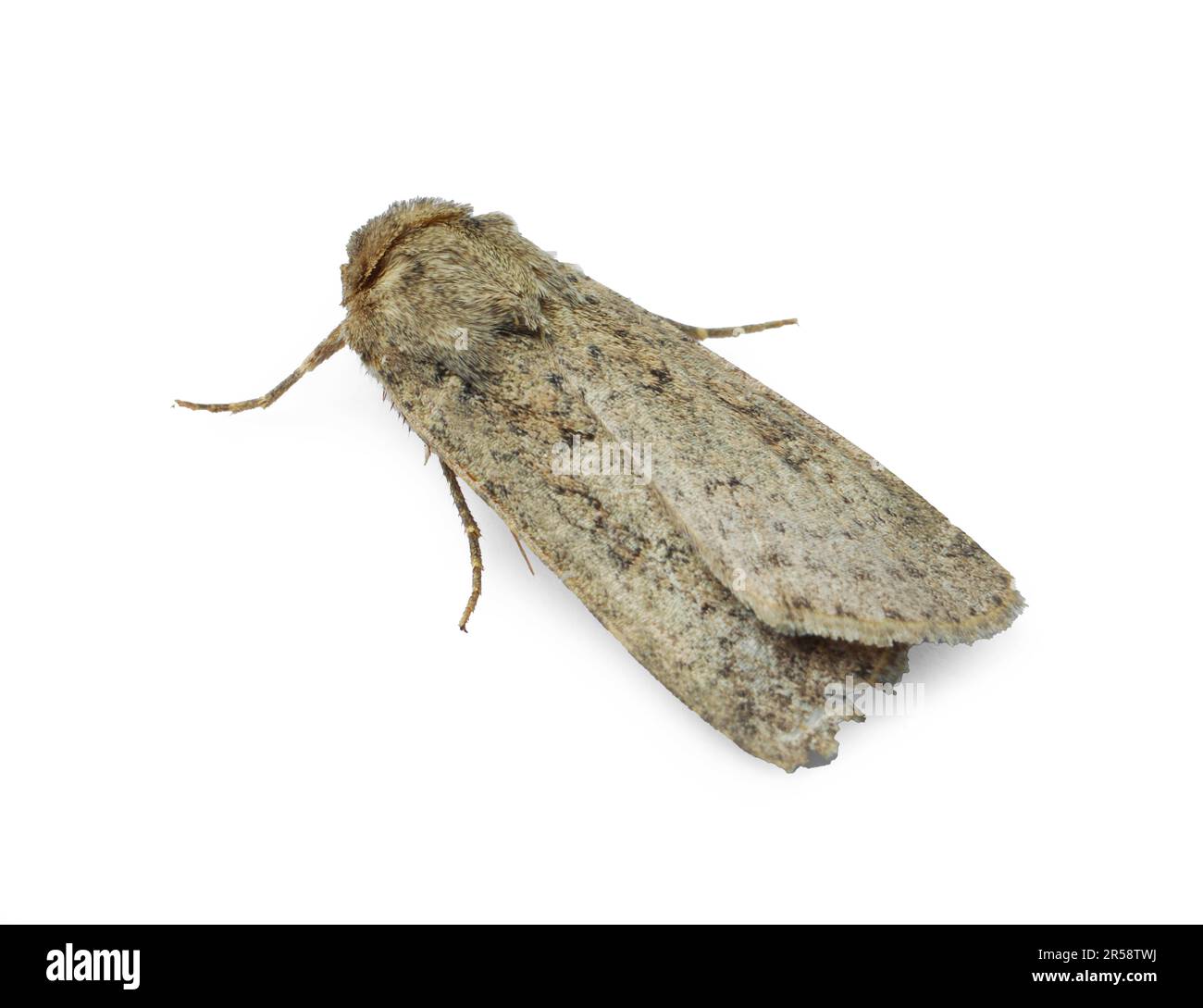 Grey moth isolated on hi-res stock photography and images - Alamy