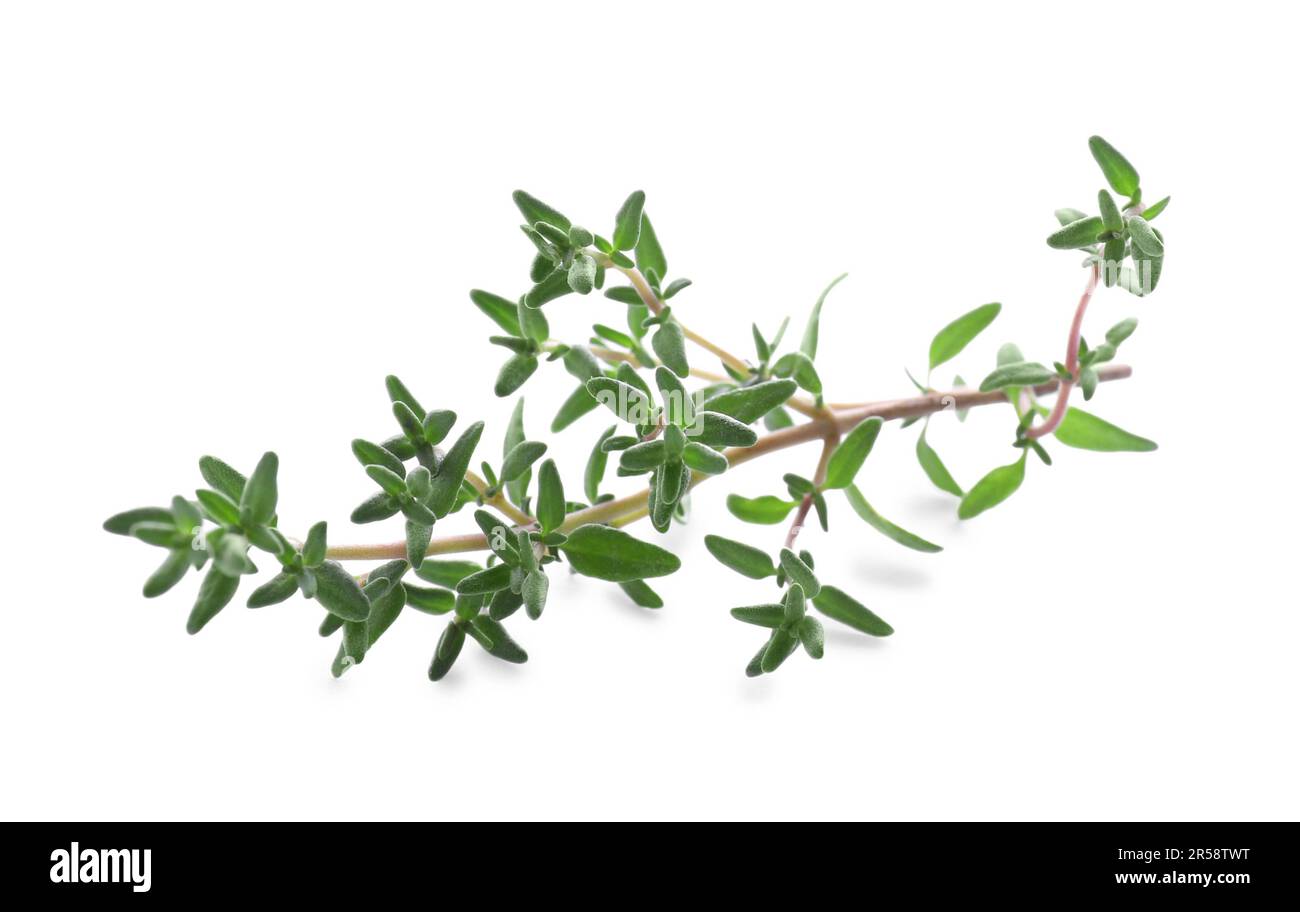 Fresh thyme green sprig Cut Out Stock Images & Pictures - Alamy