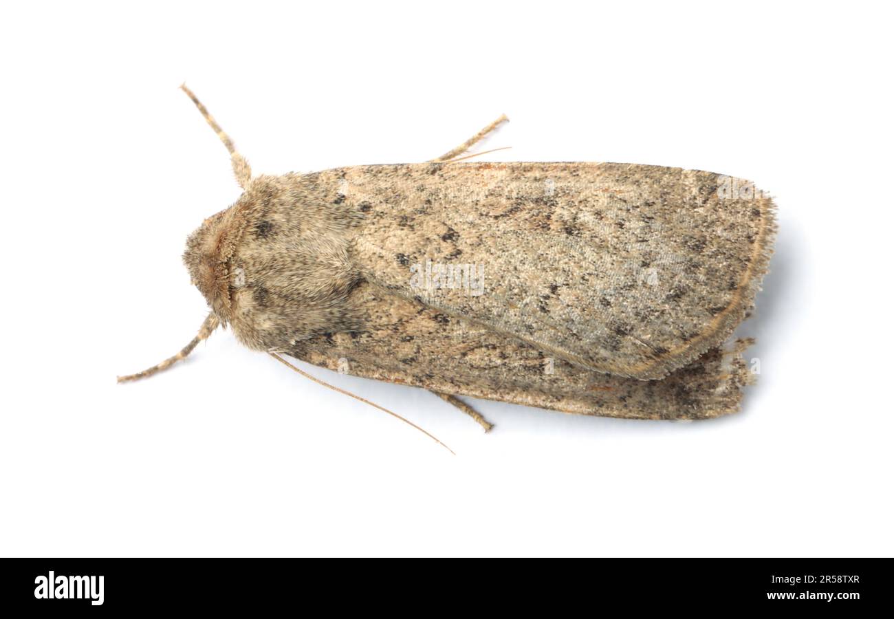 Veneer moth Cut Out Stock Images & Pictures - Alamy