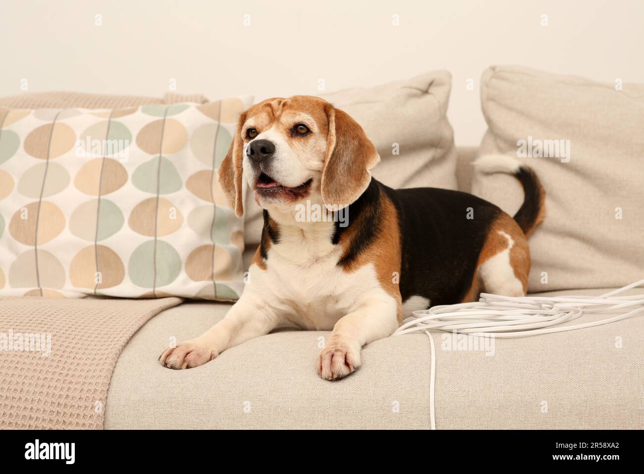 Torn Dog On Couch