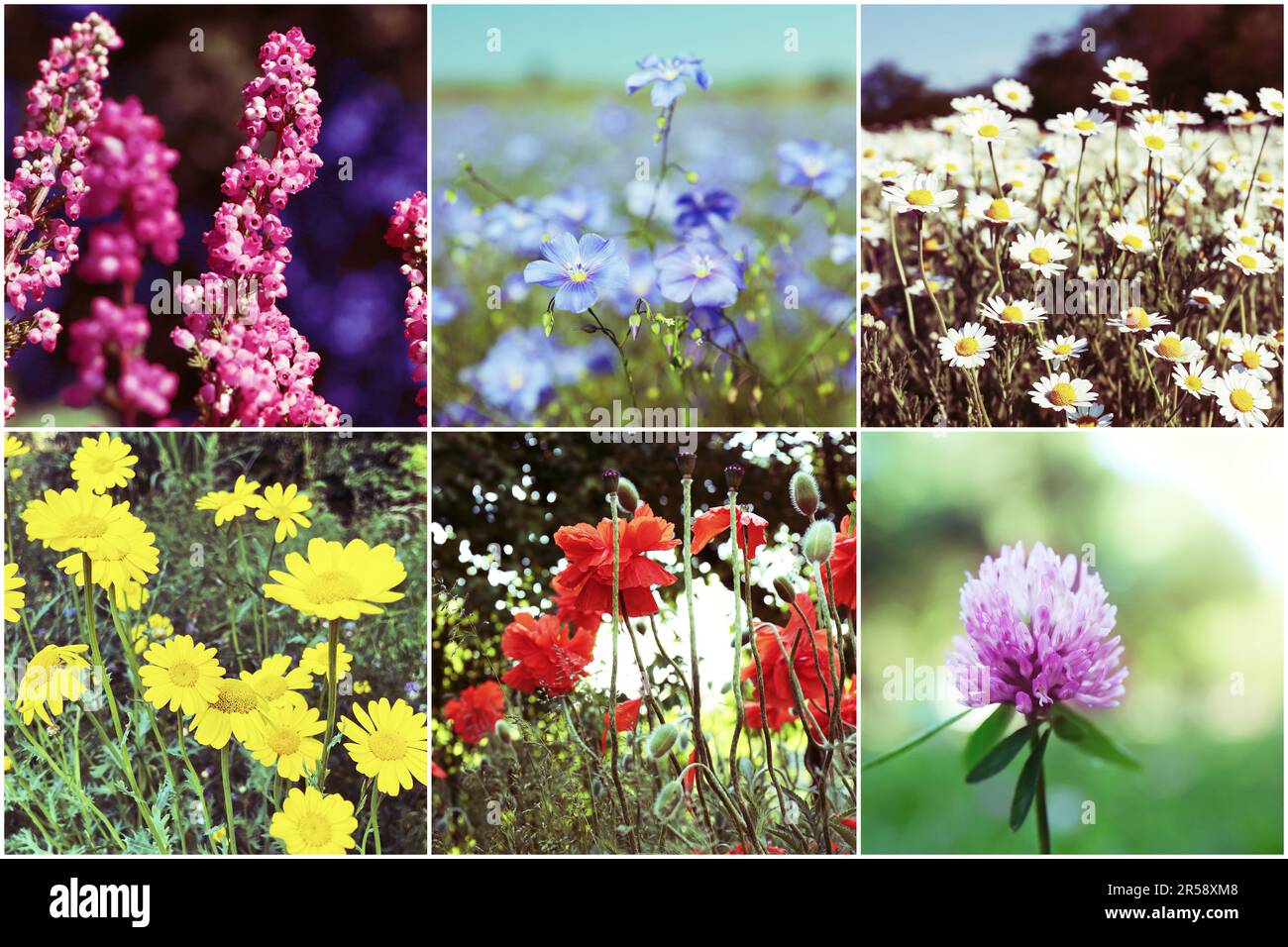 Collage with photos of different beautiful wild flowers Stock Photo - Alamy
